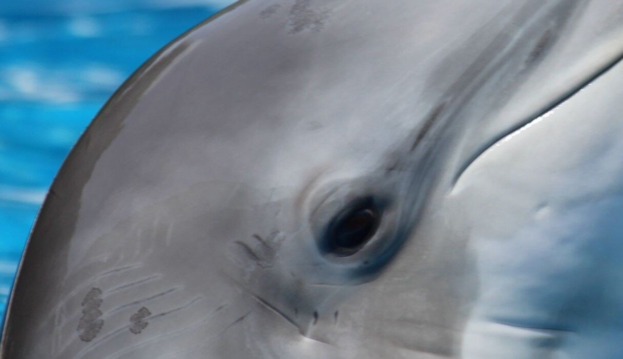 Dolphin Pox Infects SeaWorld Orlando's Dolphin Nursery And Dolphin Cove ...