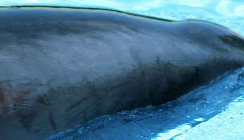 Dolphin Pox Infects SeaWorld Orlando's Dolphin Nursery And Dolphin Cove ...