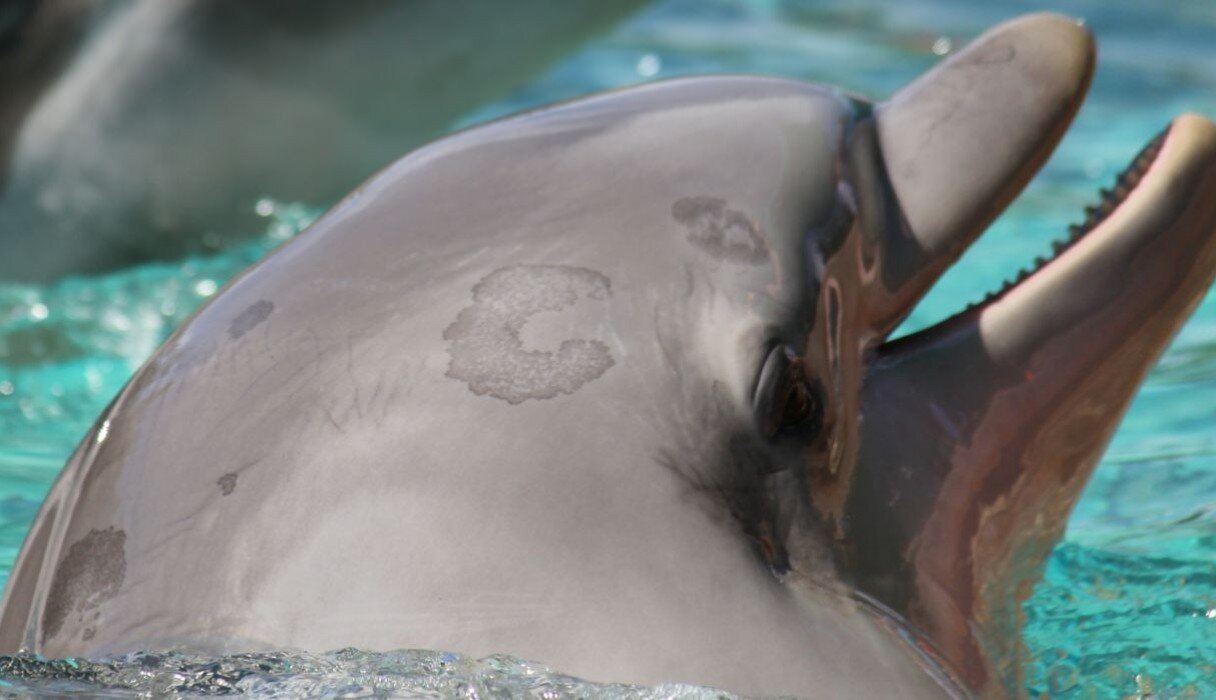 Dolphin Pox Infects SeaWorld Orlando's Dolphin Nursery And Dolphin Cove ...