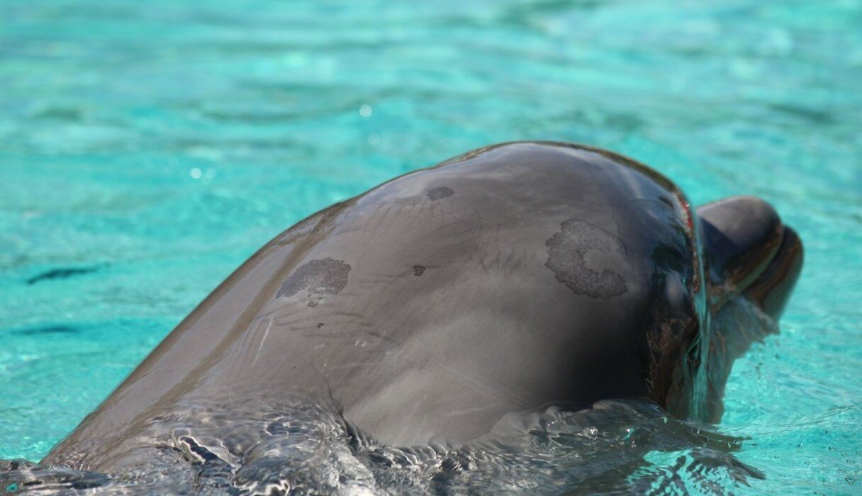 Dolphin Pox Infects SeaWorld Orlando's Dolphin Nursery And Dolphin Cove ...
