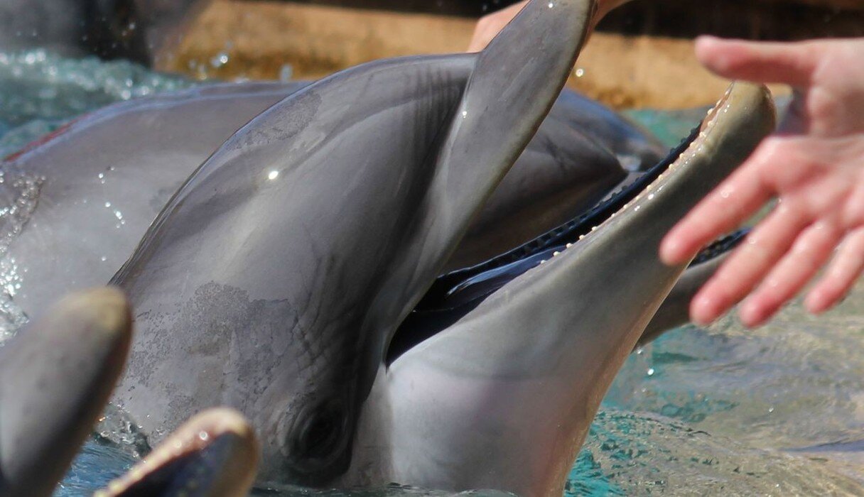 Dolphin Pox Infects SeaWorld Orlando's Dolphin Nursery And Dolphin Cove ...