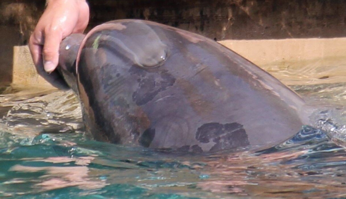 Dolphin Pox Infects SeaWorld Orlando's Dolphin Nursery And Dolphin Cove ...