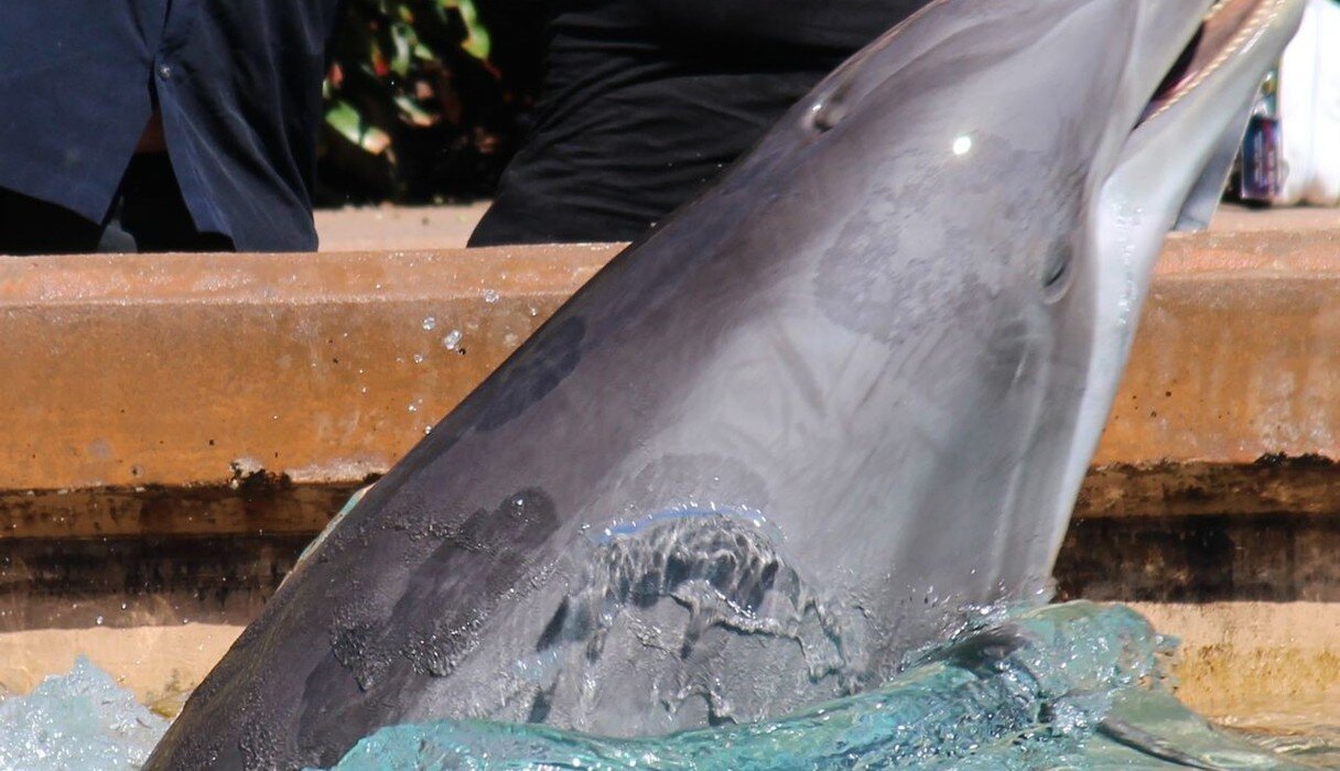 Dolphin Pox Infects SeaWorld Orlando's Dolphin Nursery And Dolphin Cove ...
