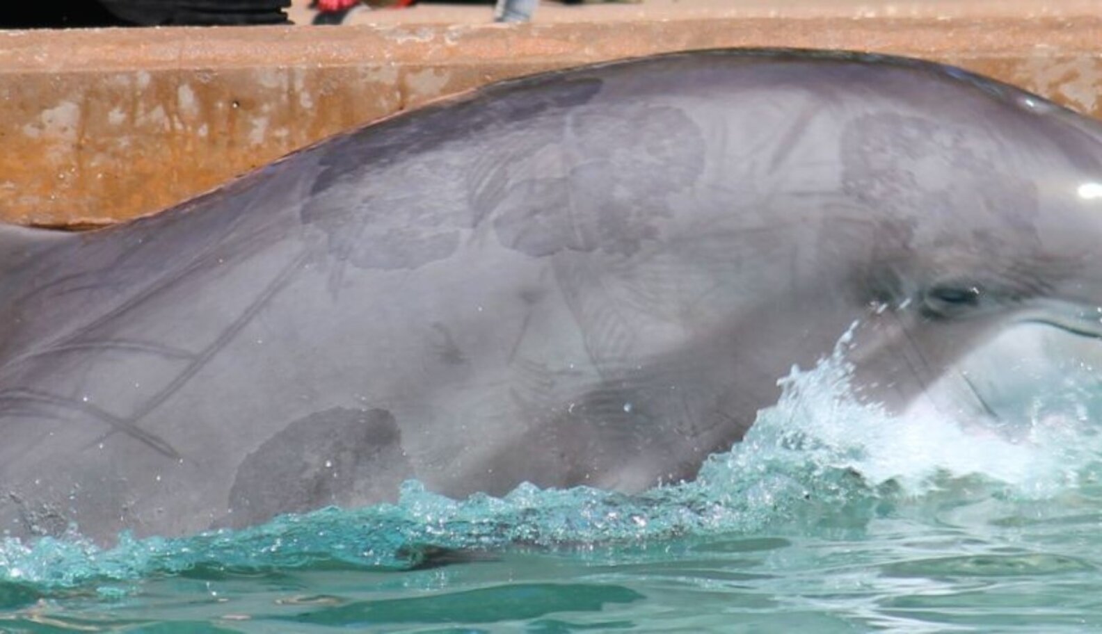 Dolphin Pox Infects SeaWorld Orlando's Dolphin Nursery And Dolphin Cove ...