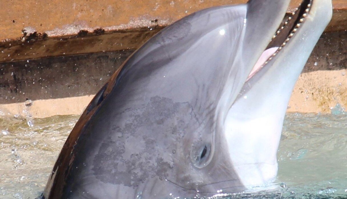 Dolphin Pox Infects SeaWorld Orlando's Dolphin Nursery And Dolphin Cove ...