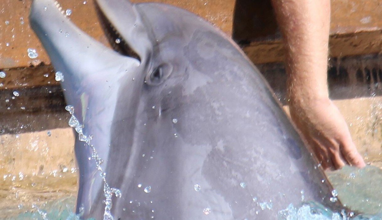 Dolphin Pox Infects SeaWorld Orlando's Dolphin Nursery And Dolphin Cove ...