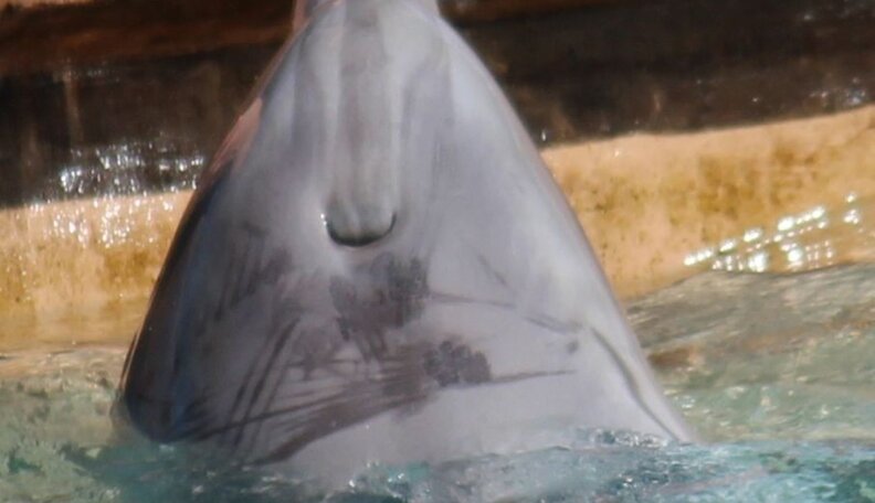 Dolphin Pox Infects SeaWorld Orlando's Dolphin Nursery And Dolphin Cove ...