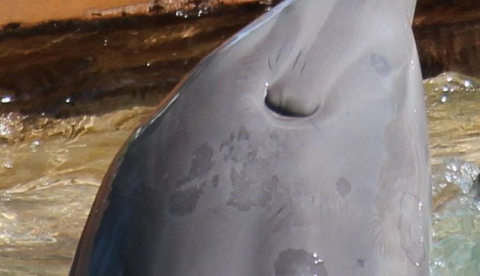 Dolphin Pox Infects SeaWorld Orlando's Dolphin Nursery And Dolphin Cove ...