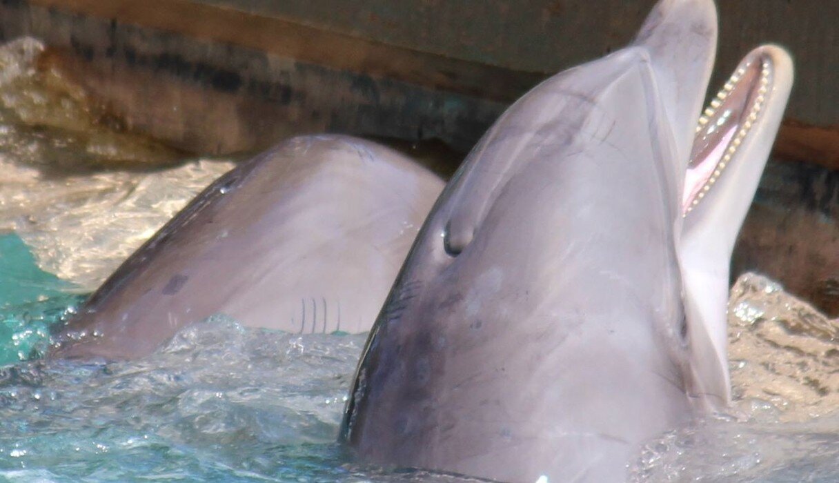 Dolphin Pox Infects SeaWorld Orlando's Dolphin Nursery And Dolphin Cove ...