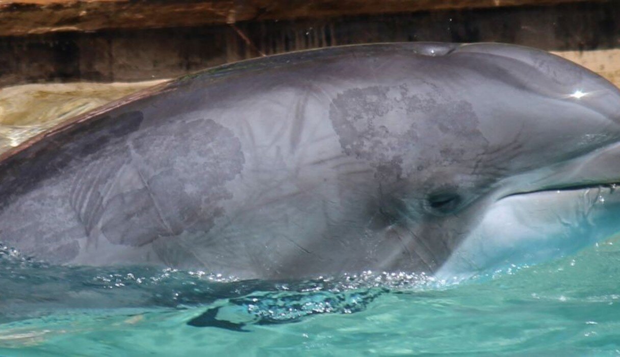 Dolphin Pox Infects SeaWorld Orlando's Dolphin Nursery And Dolphin Cove ...