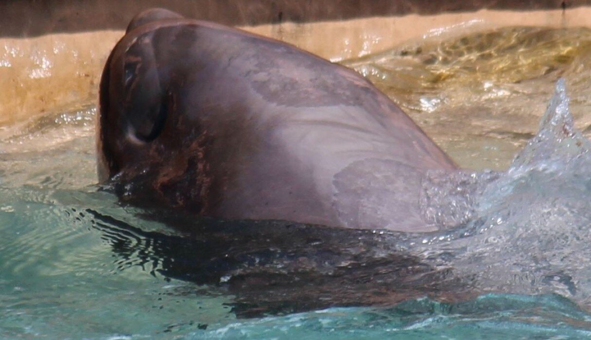 Dolphin Pox Infects SeaWorld Orlando's Dolphin Nursery And Dolphin Cove ...