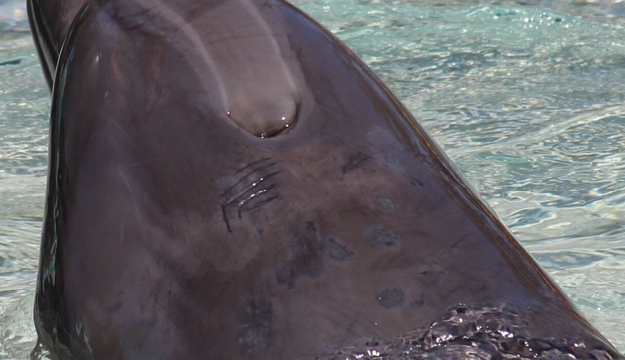 Dolphin Pox Infects SeaWorld Orlando's Dolphin Nursery And Dolphin Cove ...