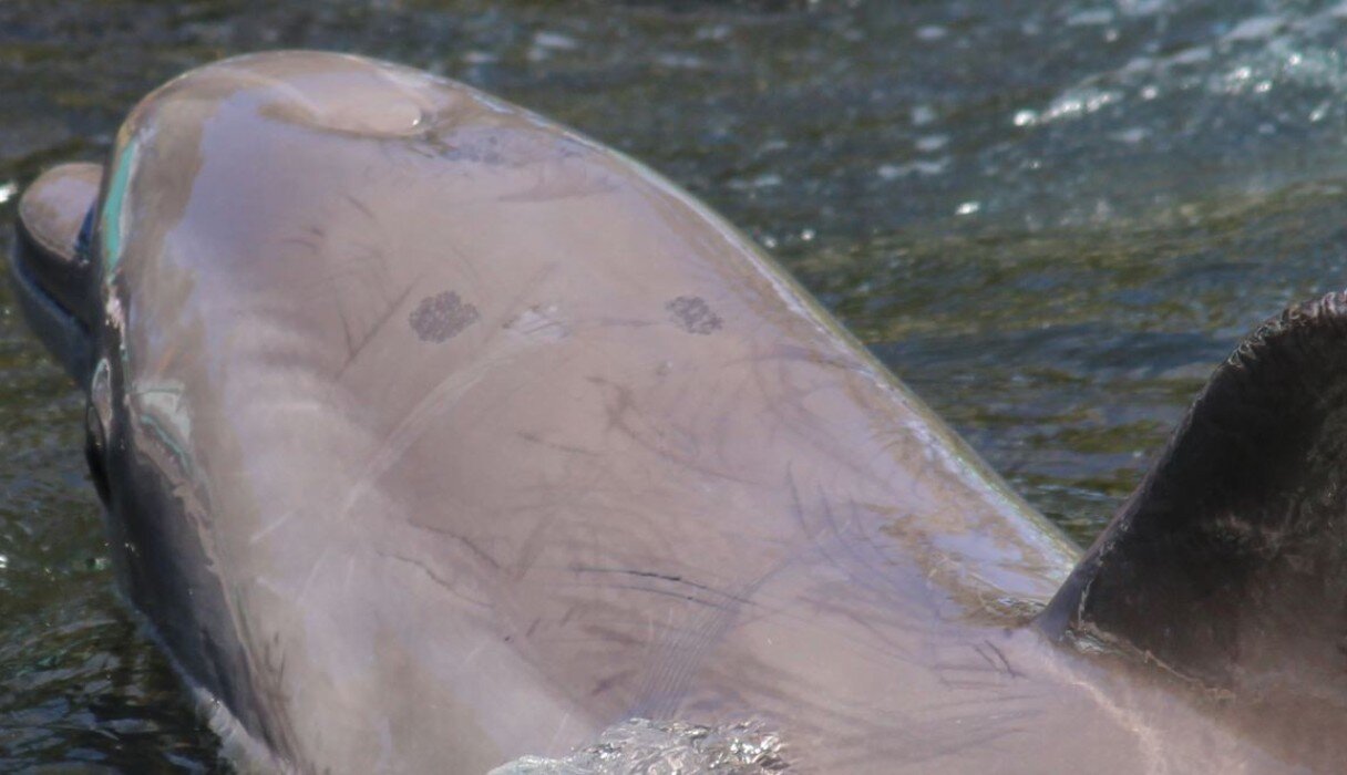 Dolphin Pox Infects SeaWorld Orlando's Dolphin Nursery And Dolphin Cove ...