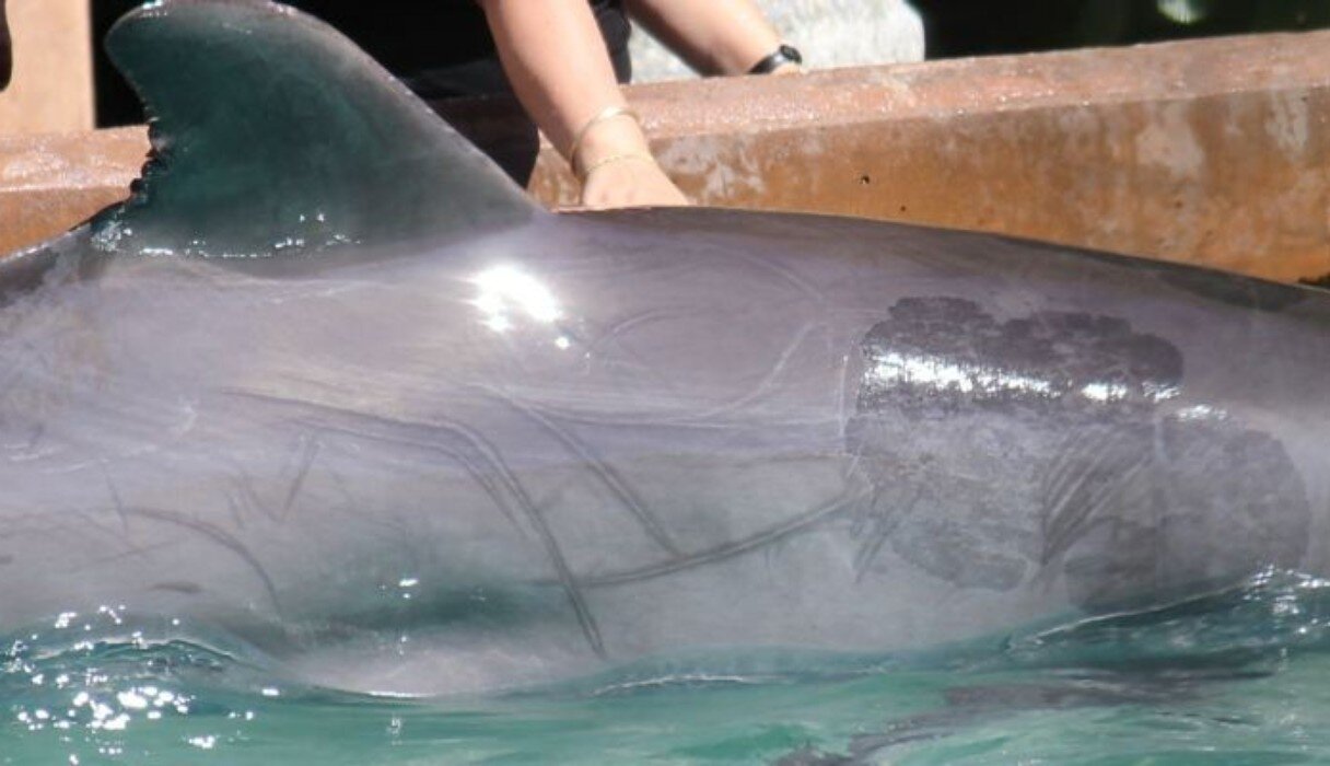 Dolphin Pox Infects SeaWorld Orlando's Dolphin Nursery And Dolphin Cove ...