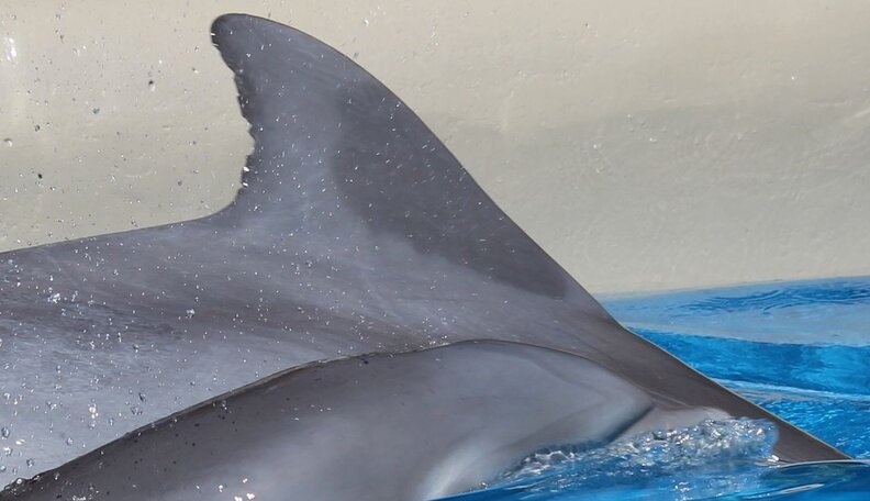 Dolphin Pox Infects SeaWorld Orlando's Dolphin Nursery And Dolphin Cove ...