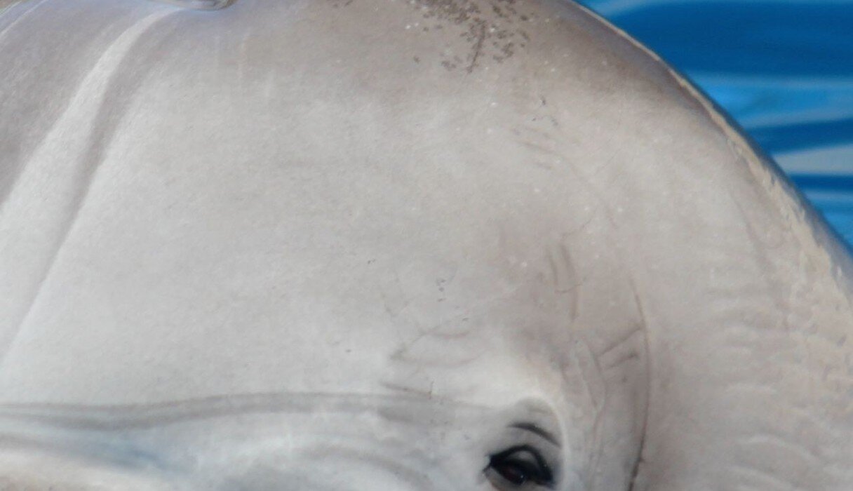 Dolphin Pox Infects SeaWorld Orlando's Dolphin Nursery And Dolphin Cove ...