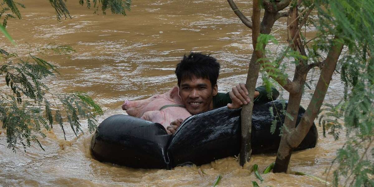 Man Risks His Life To Save His Pig From Drowning - The Dodo
