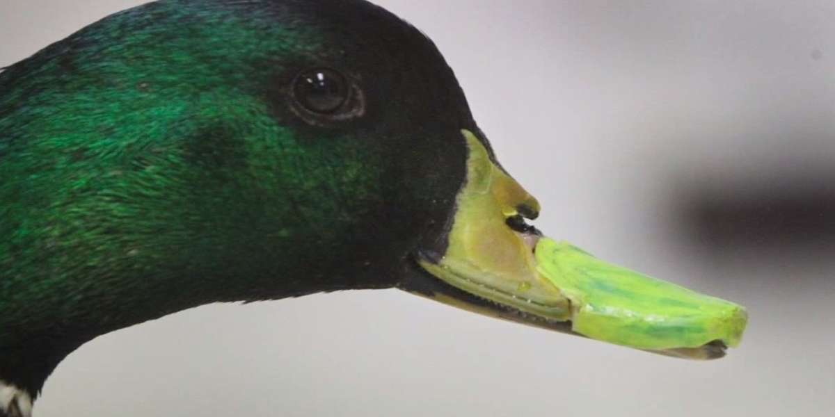 Injured Mallard Receives A Life-Changing Prosthetic Beak - The Dodo
