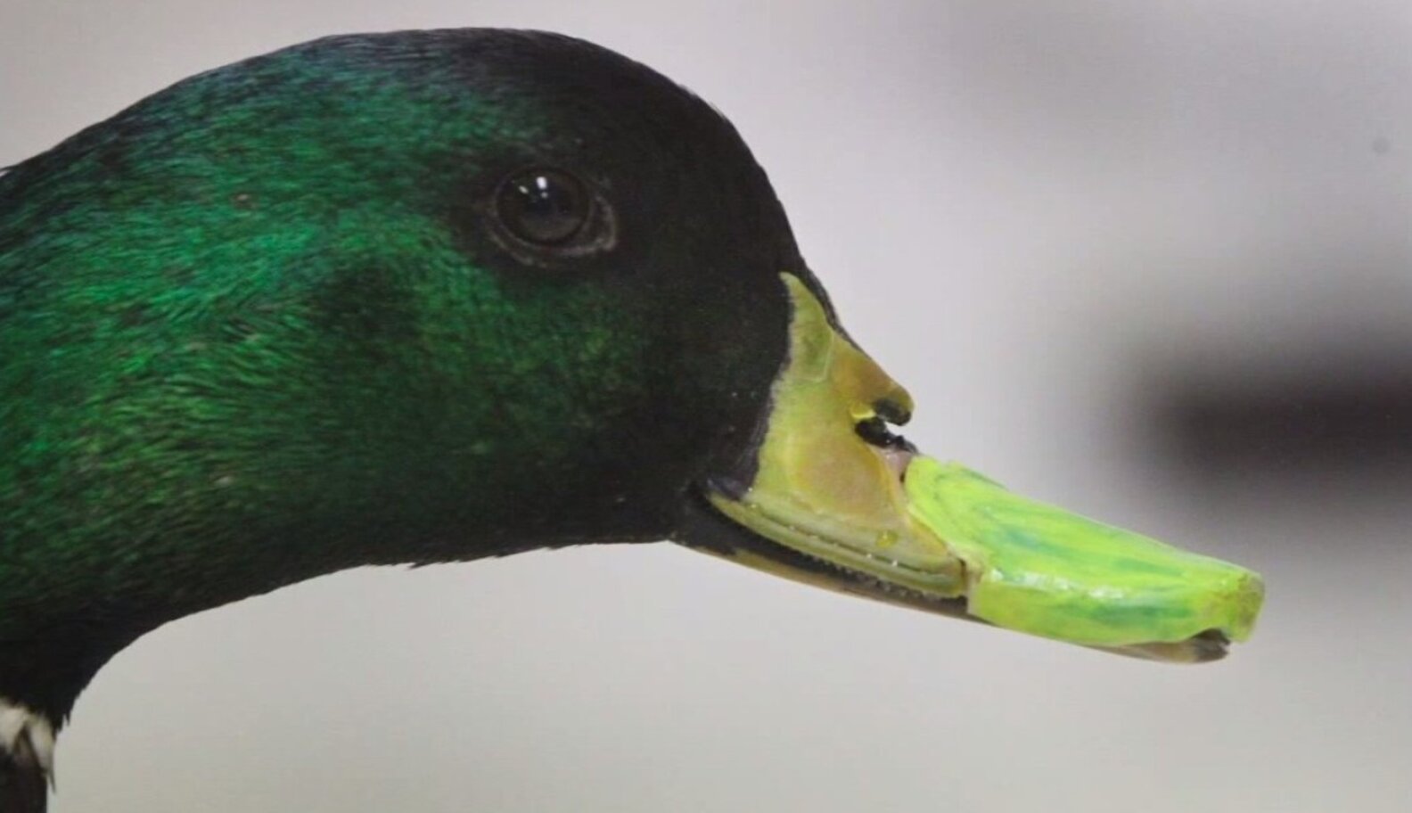 Injured Mallard Receives A Life-Changing Prosthetic Beak - The Dodo