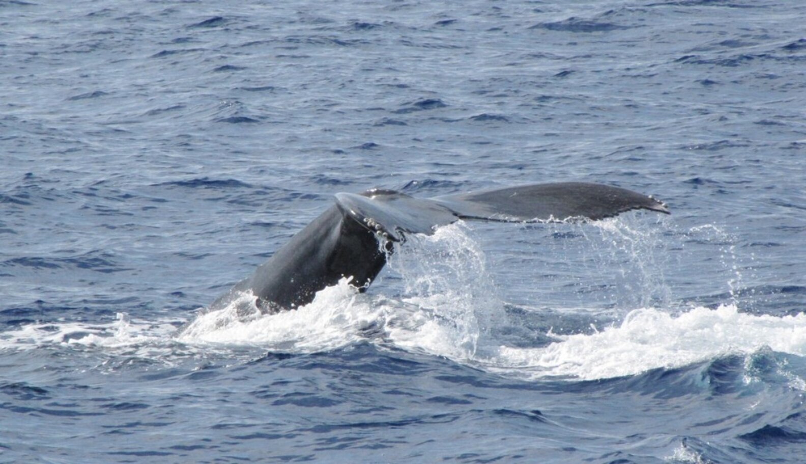 Hate SeaWorld? It's Time to Extend Our Concern to ALL Captive Wild ...