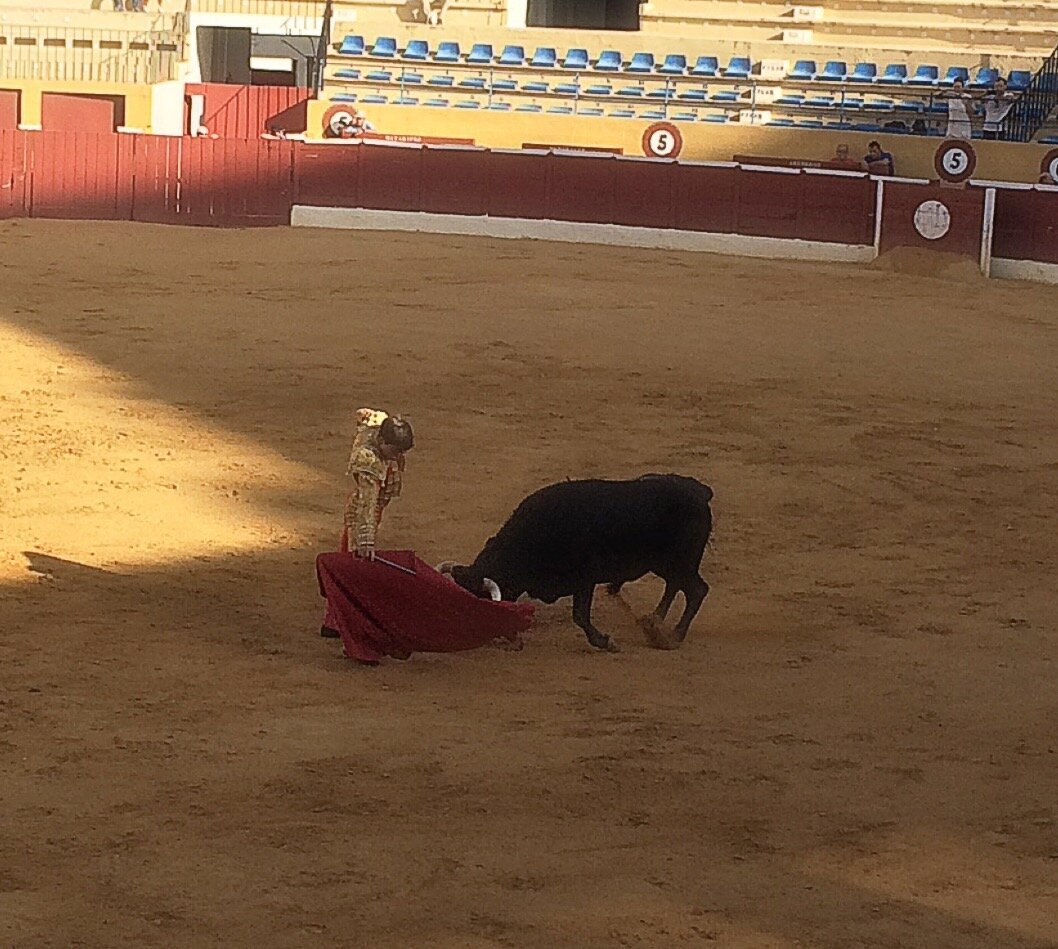 Brave Woman Jumps In Ring To Stop Barbaric Bullfight - The Dodo