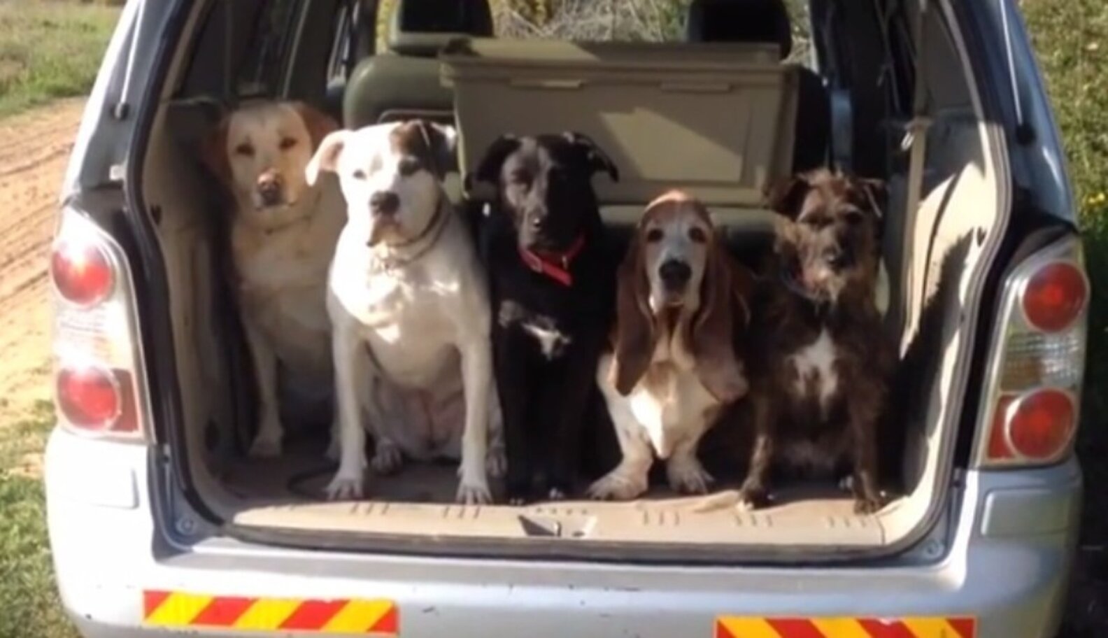 Watch These 5 Very Disciplined Doggies Kick Off Their Walk With A Roll ...