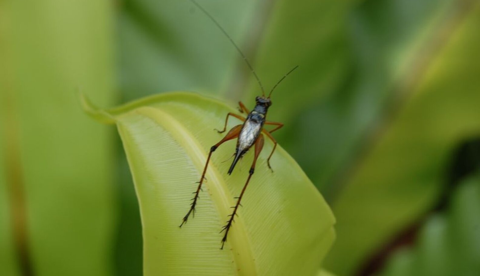 Insects As Food: The Hard Facts - The Dodo