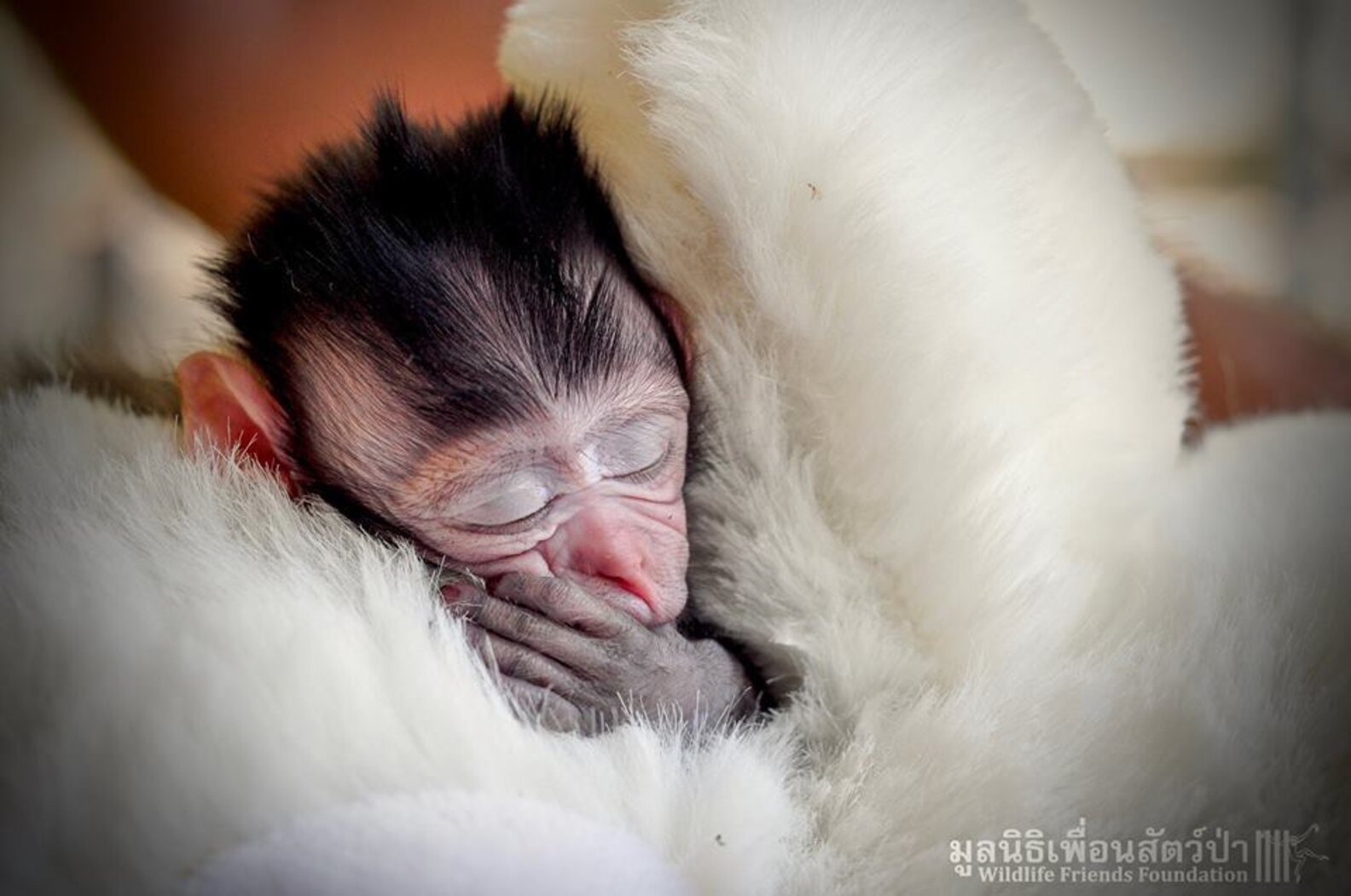 Tiny Monkey Who Watched Her Mom Die Clings To Her Stuffed Animal - The Dodo