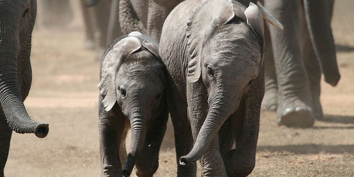 Zimbabwe President Mugabe Eats ‘Hostile’ Baby Elephant For Birthday ...