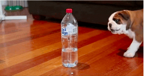 Brave Little Bulldog Puppy Stands Up To A Scary Water Bottle - The Dodo