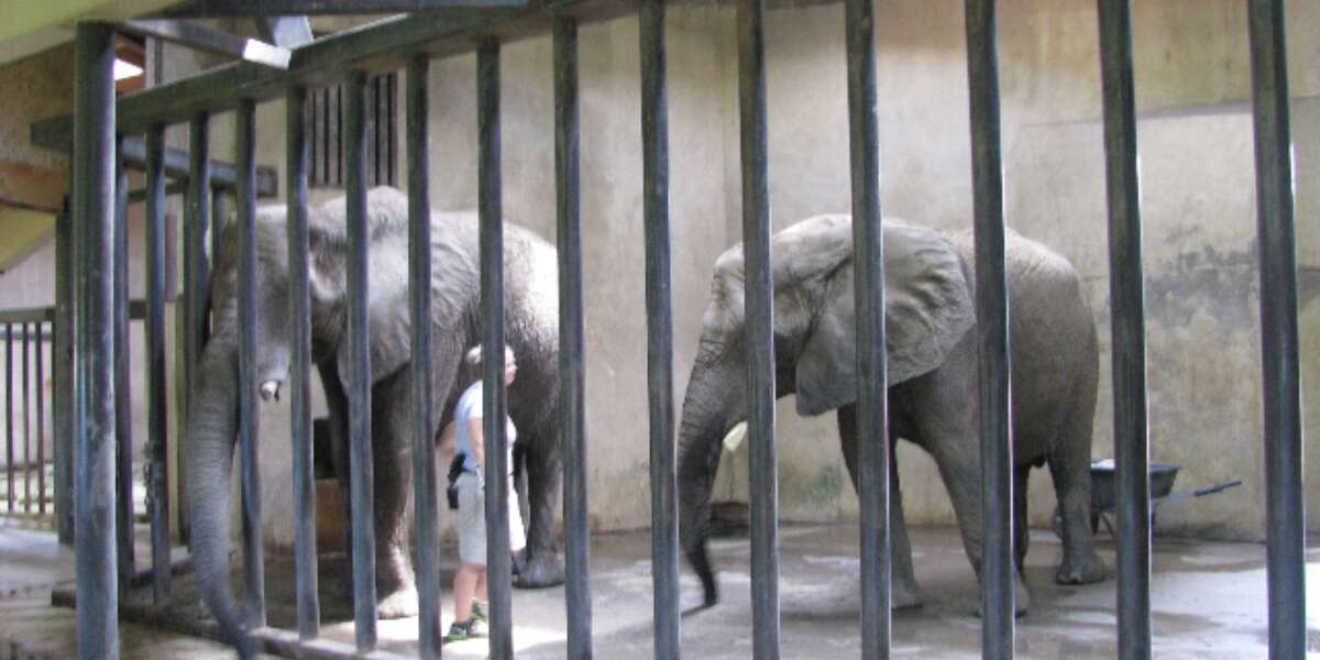 Zoo Elephant's 'Natural Death' Came 20 Years Too Early - The Dodo