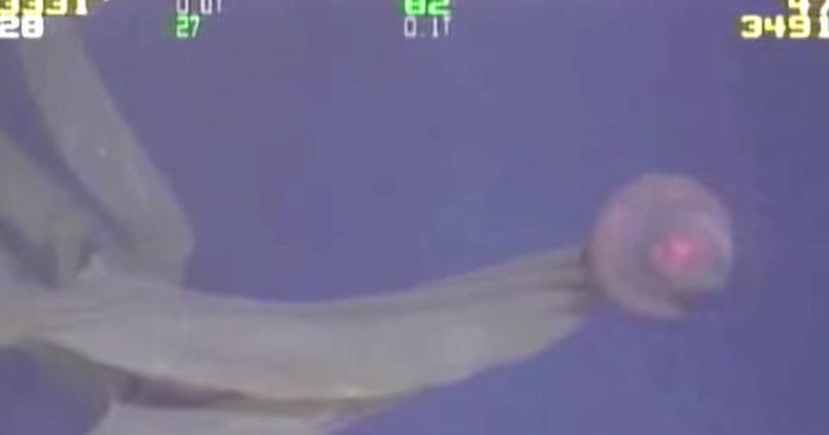 Otherworldly Sea Creature Makes A Stunning Rare Appearance - The Dodo