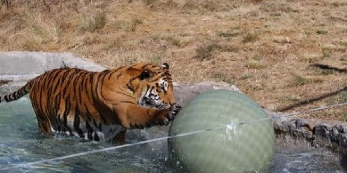 Lions and tigers and Boomer Balls! - The Dodo