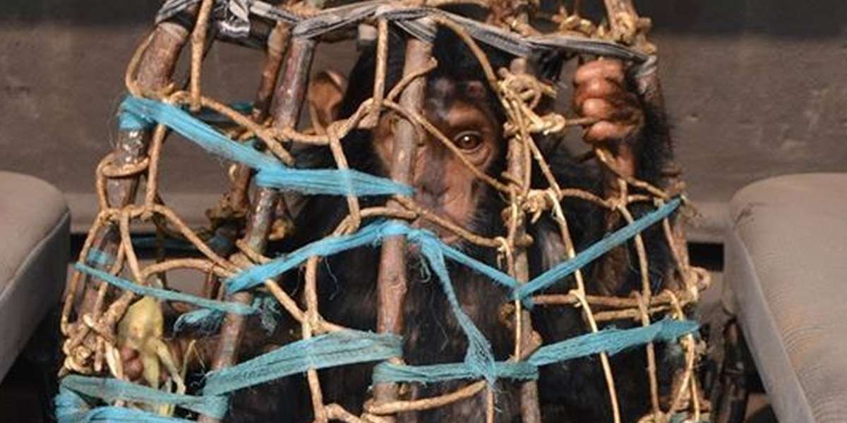 Baby Chimp Found In Cage Of Sticks Can Finally Stretch Her Legs - The Dodo