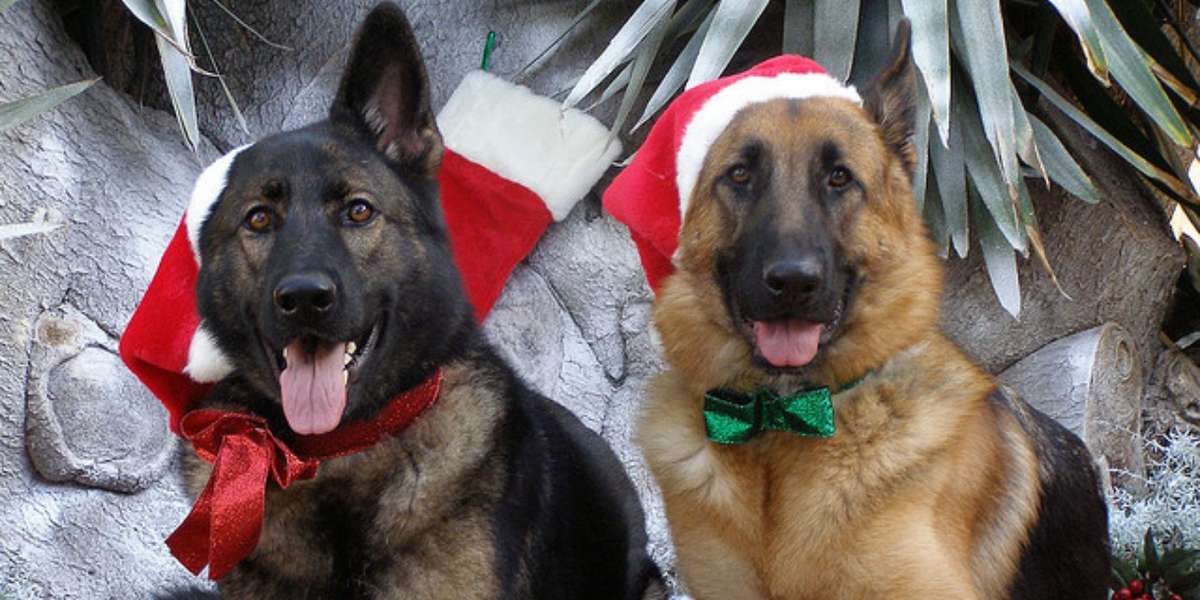 It's Cruel To Give Animals As Surprise Christmas Presents. Here's Why ...