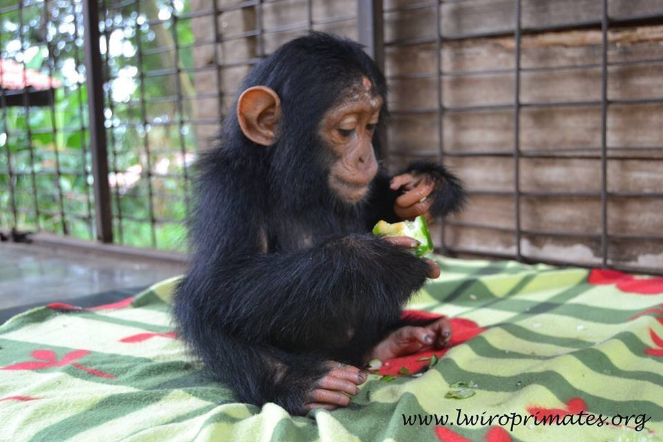 Baby Chimp Found In Cage Of Sticks Can Finally Stretch Her Legs - The Dodo
