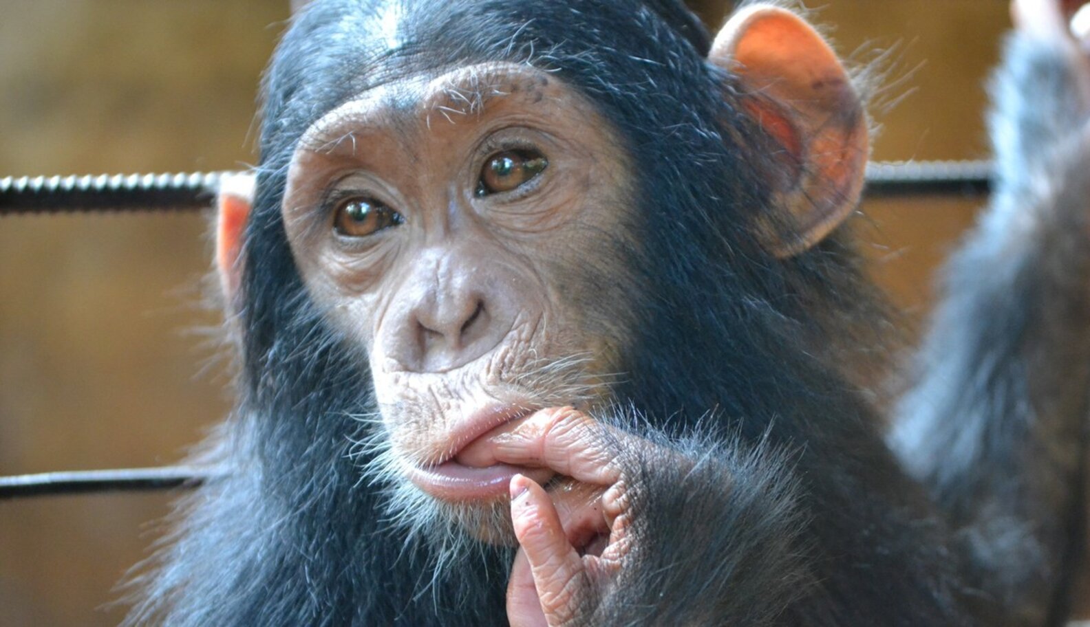 Baby Chimp Found In Cage Of Sticks Can Finally Stretch Her Legs - The Dodo