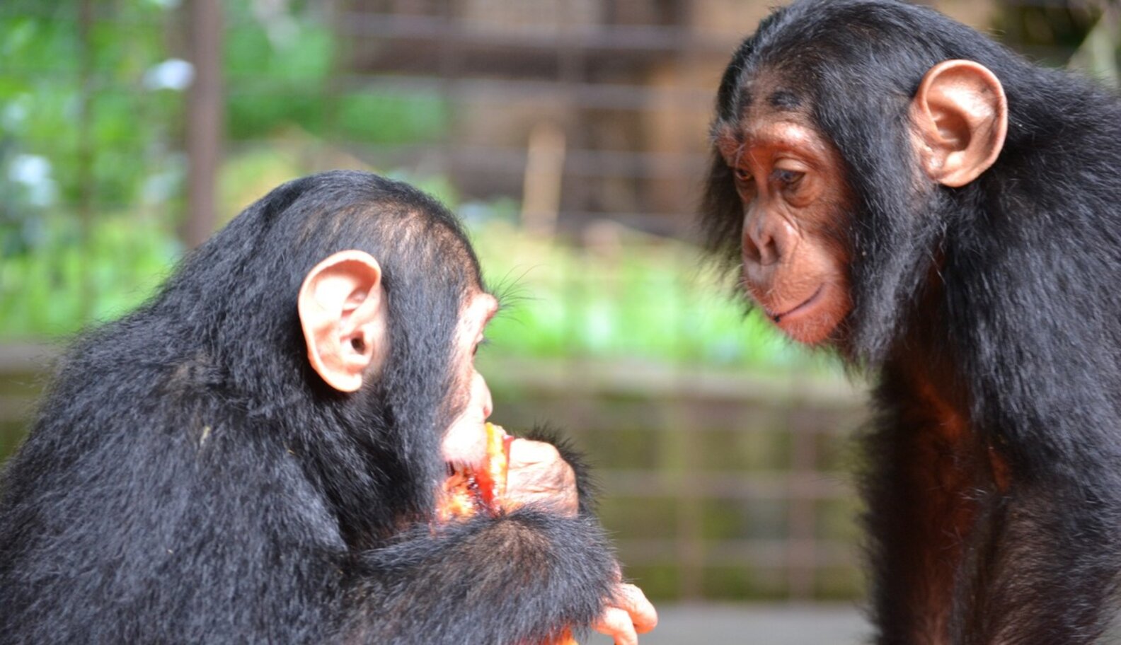 Baby Chimp Found In Cage Of Sticks Can Finally Stretch Her Legs - The Dodo