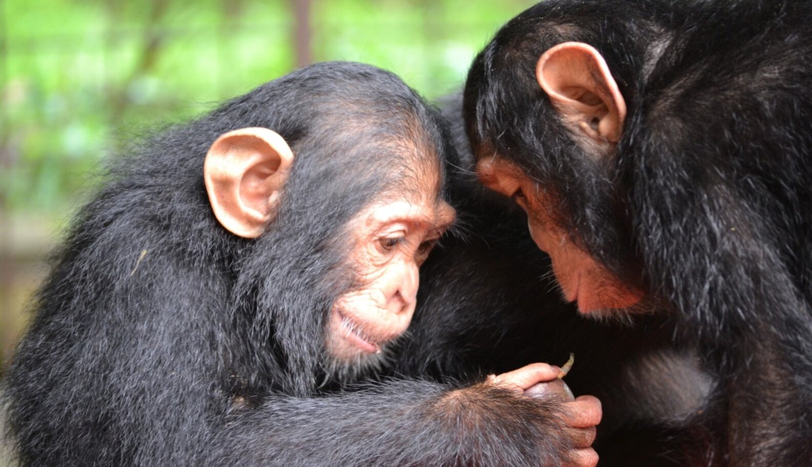 Baby Chimp Found In Cage Of Sticks Can Finally Stretch Her Legs - The Dodo