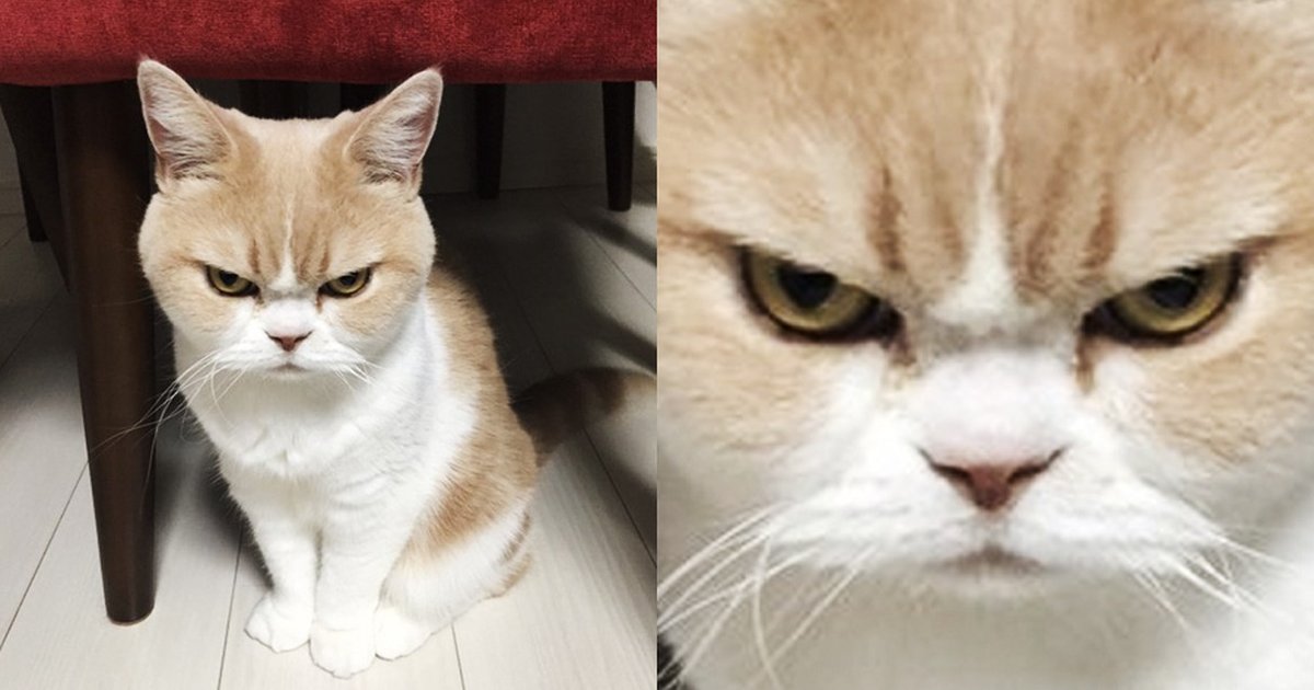 World's Angriest Cat Can't Help But Look Mad As Hell - The Dodo
