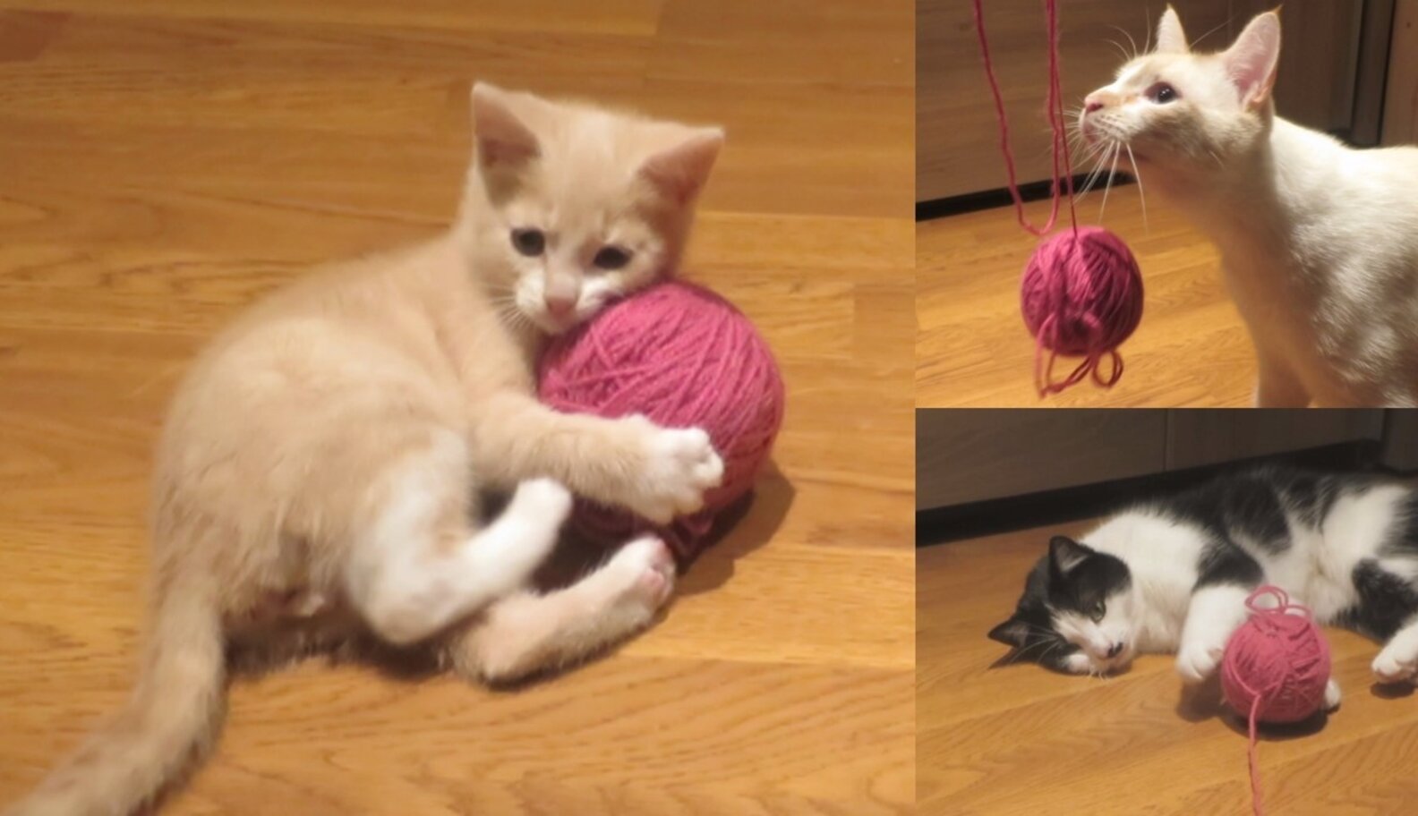Adorable Kitties Discover First Ball Of String And It's Wonderful - The ...