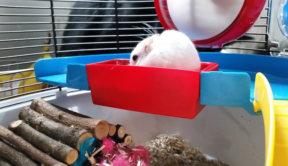Hamster Who Waited 2 Years For A Home Gets Her First Blanket - The Dodo