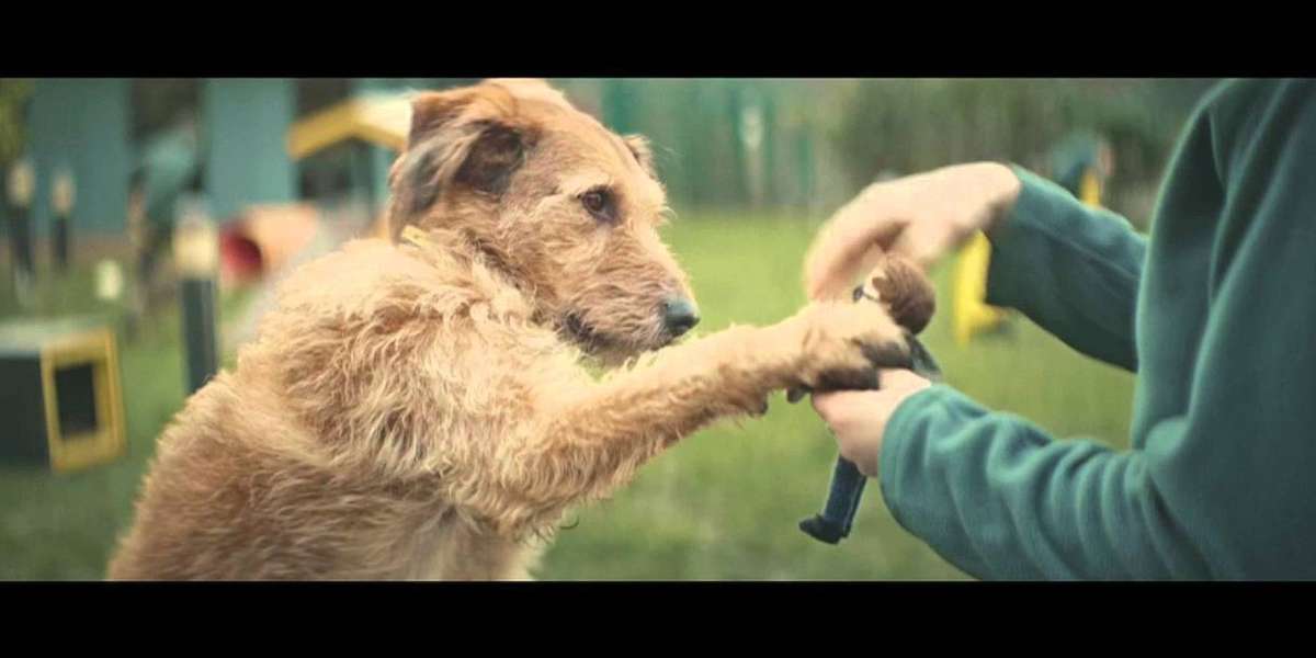 Dogs Trust TV Ad #specialsomeone - The Dodo