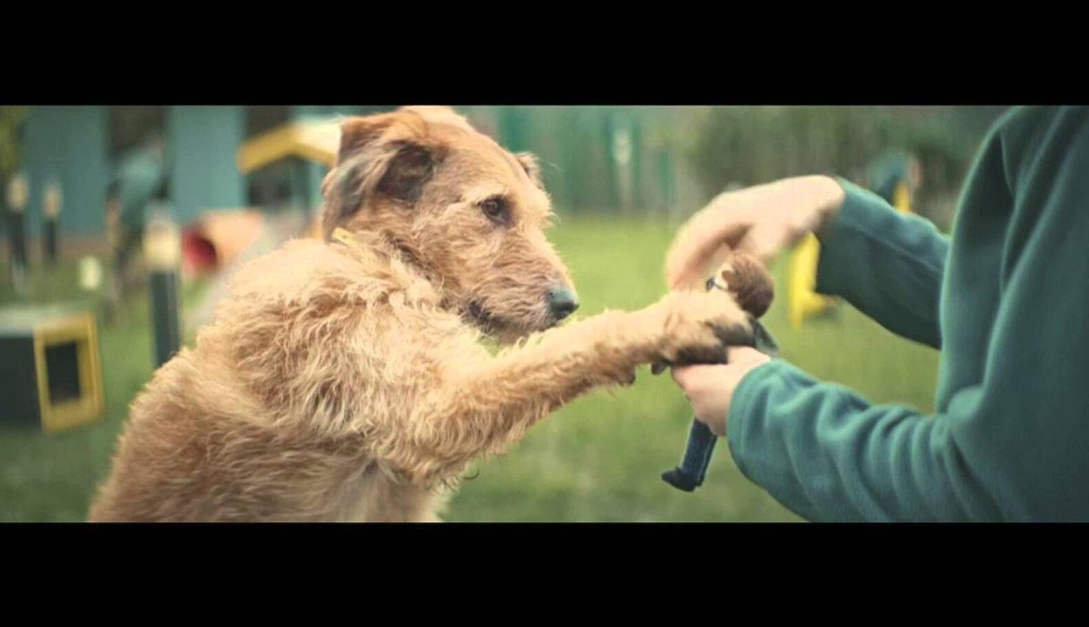 Dogs Trust TV Ad #specialsomeone - The Dodo