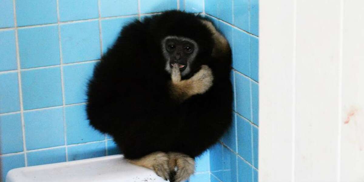 Sad Ape Found Cowering On Toilet Is Rescued From Her Lonely Life - The Dodo