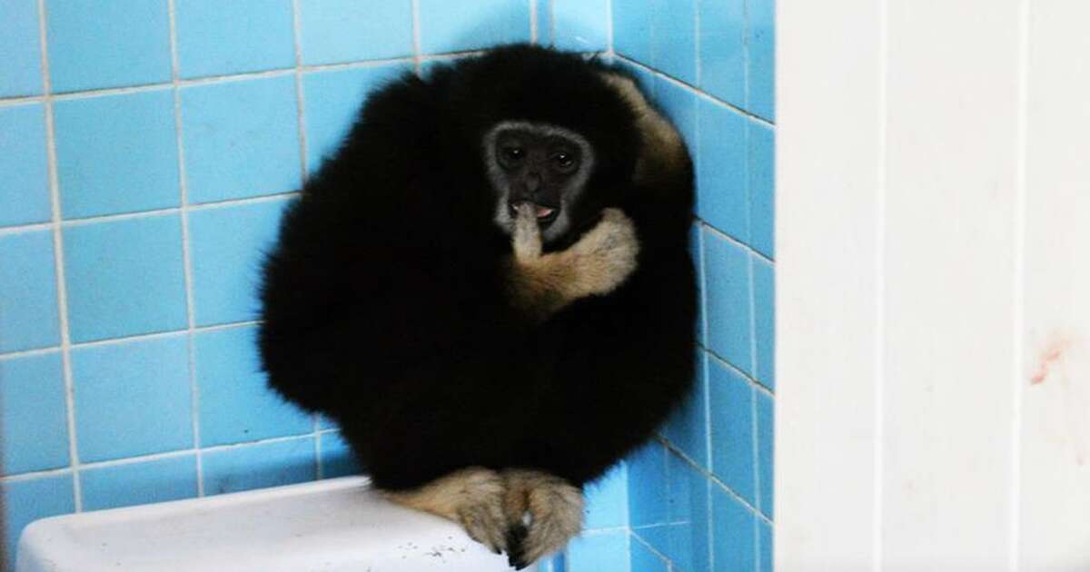 Sad Ape Found Cowering On Toilet Is Rescued From Her Lonely Life - The Dodo