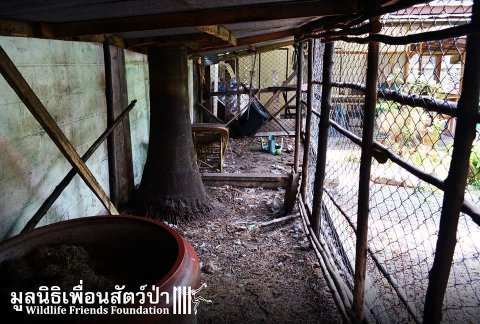 Sad Ape Found Cowering On Toilet Is Rescued From Her Lonely Life - The Dodo