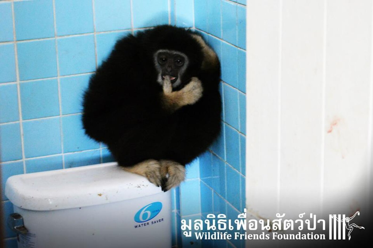 Sad Ape Found Cowering On Toilet Is Rescued From Her Lonely Life - The Dodo