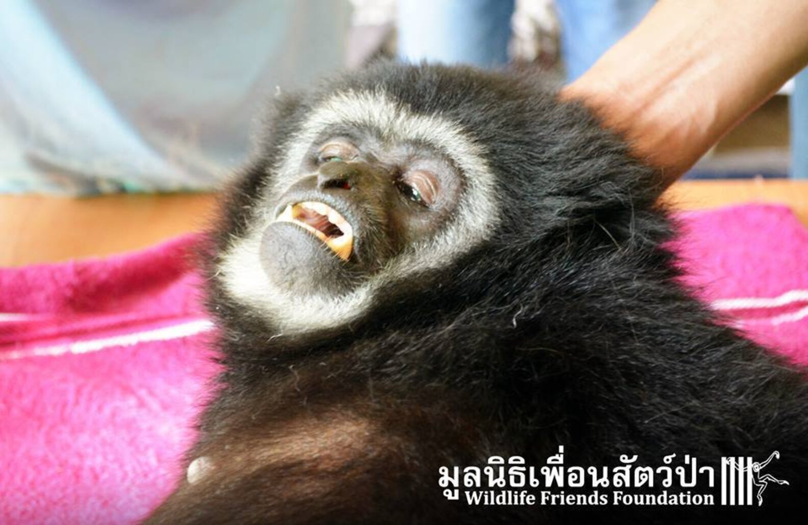 Sad Ape Found Cowering On Toilet Is Rescued From Her Lonely Life - The Dodo