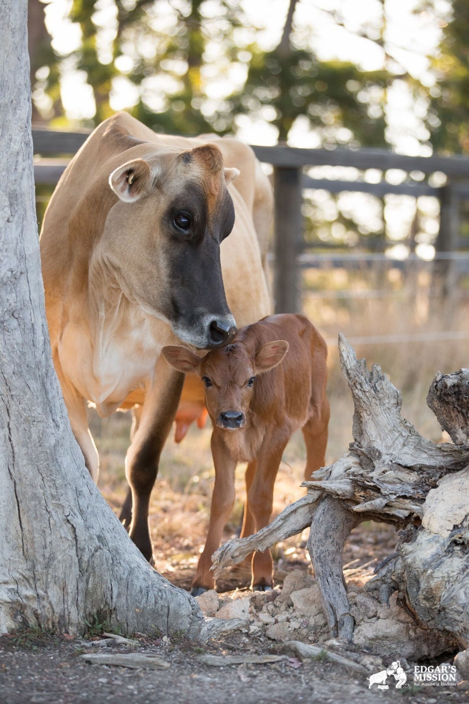 9 Emotional Moments Animal Moms Risked It All For Their Babies - The Dodo